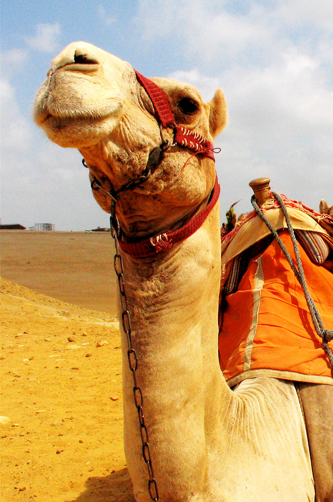 Photo Gallery – America Egypt Tours / 2020 Tours to Egypt